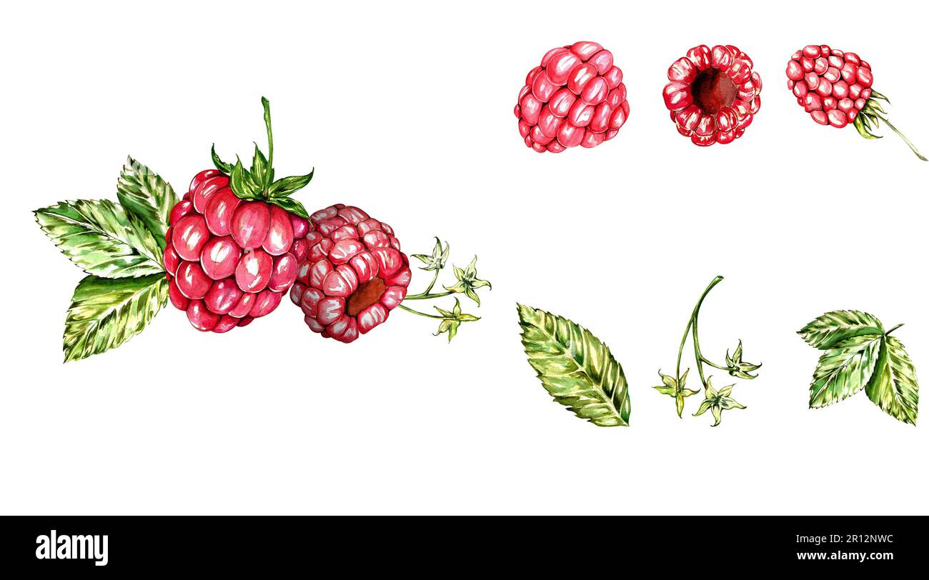 a set of watercolor elements. juicy raspberries with leaves. for ...