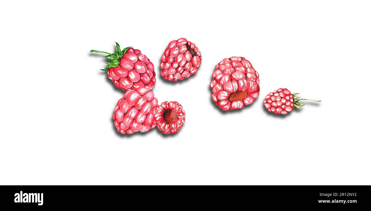a set of watercolor elements. juicy raspberries with leaves. for ...