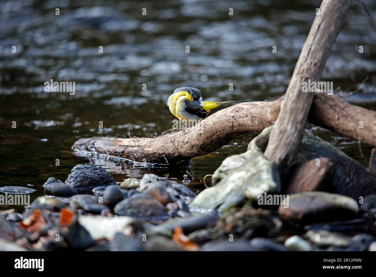 Grey wagtail preening and feeding Stock Photo - Alamy