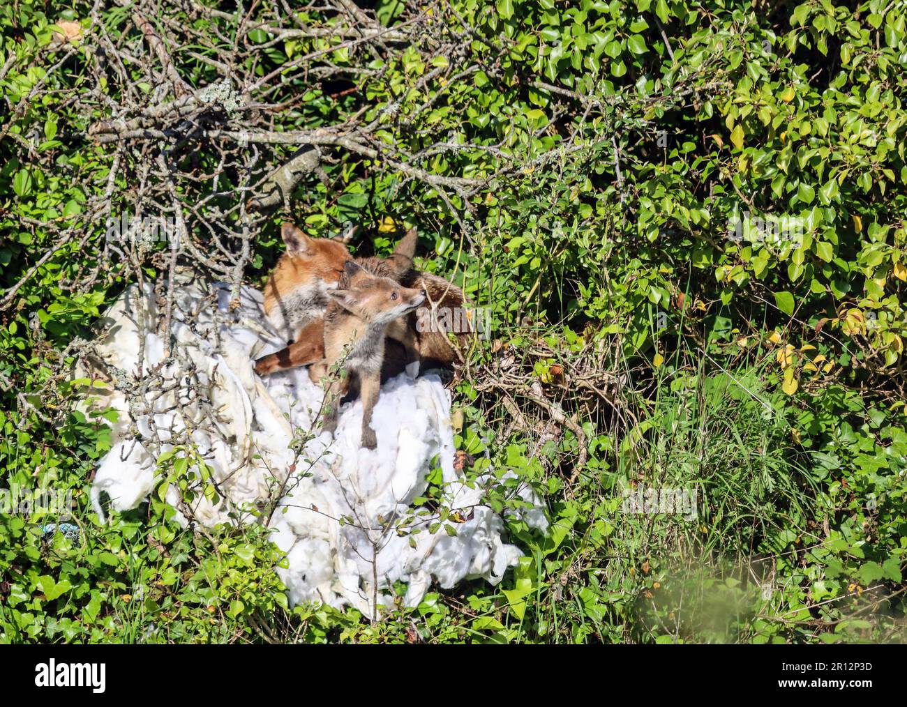 An urban fox enjoy a little early spring sunshine with a cub. An urban ...