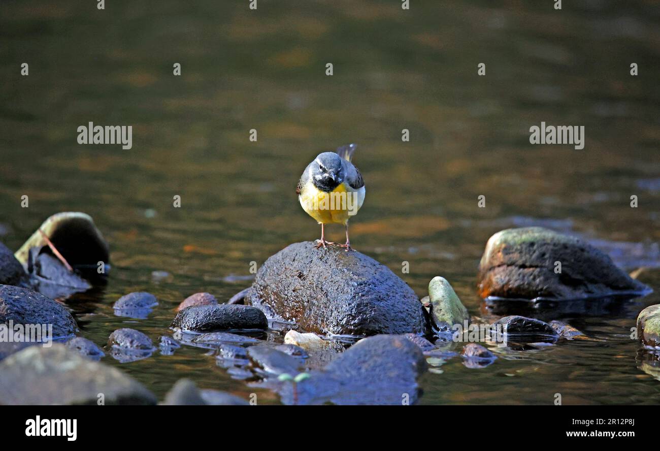 Grey wagtail preening and feeding Stock Photo - Alamy