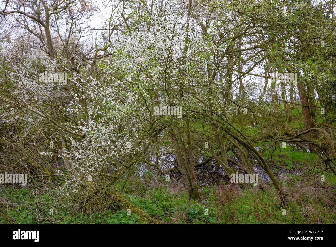 An arching Prunus spinosa tree growing in a boggy area Stock Photo - Alamy