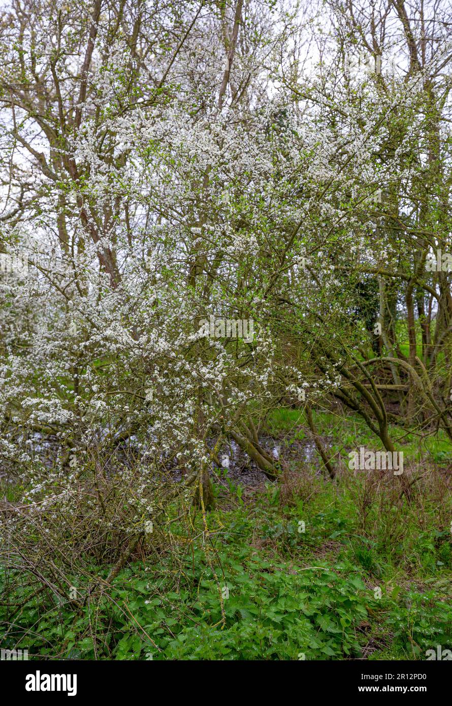 An arching Prunus spinosa tree growing in a boggy area Stock Photo - Alamy