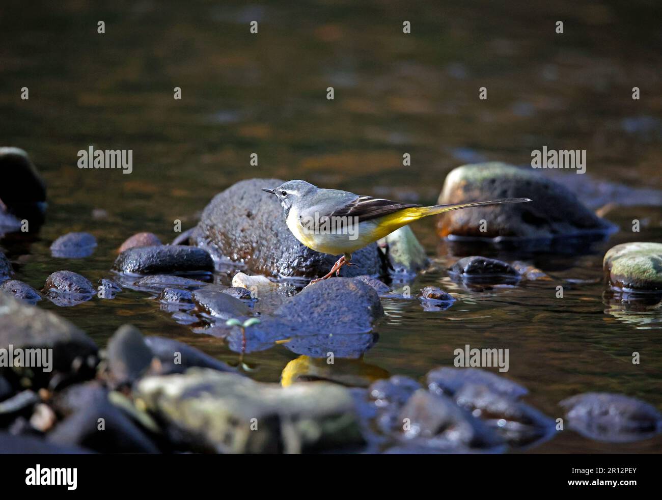 Grey wagtail preening and feeding Stock Photo - Alamy