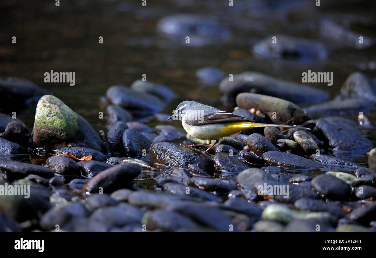Grey wagtail preening and feeding Stock Photo - Alamy