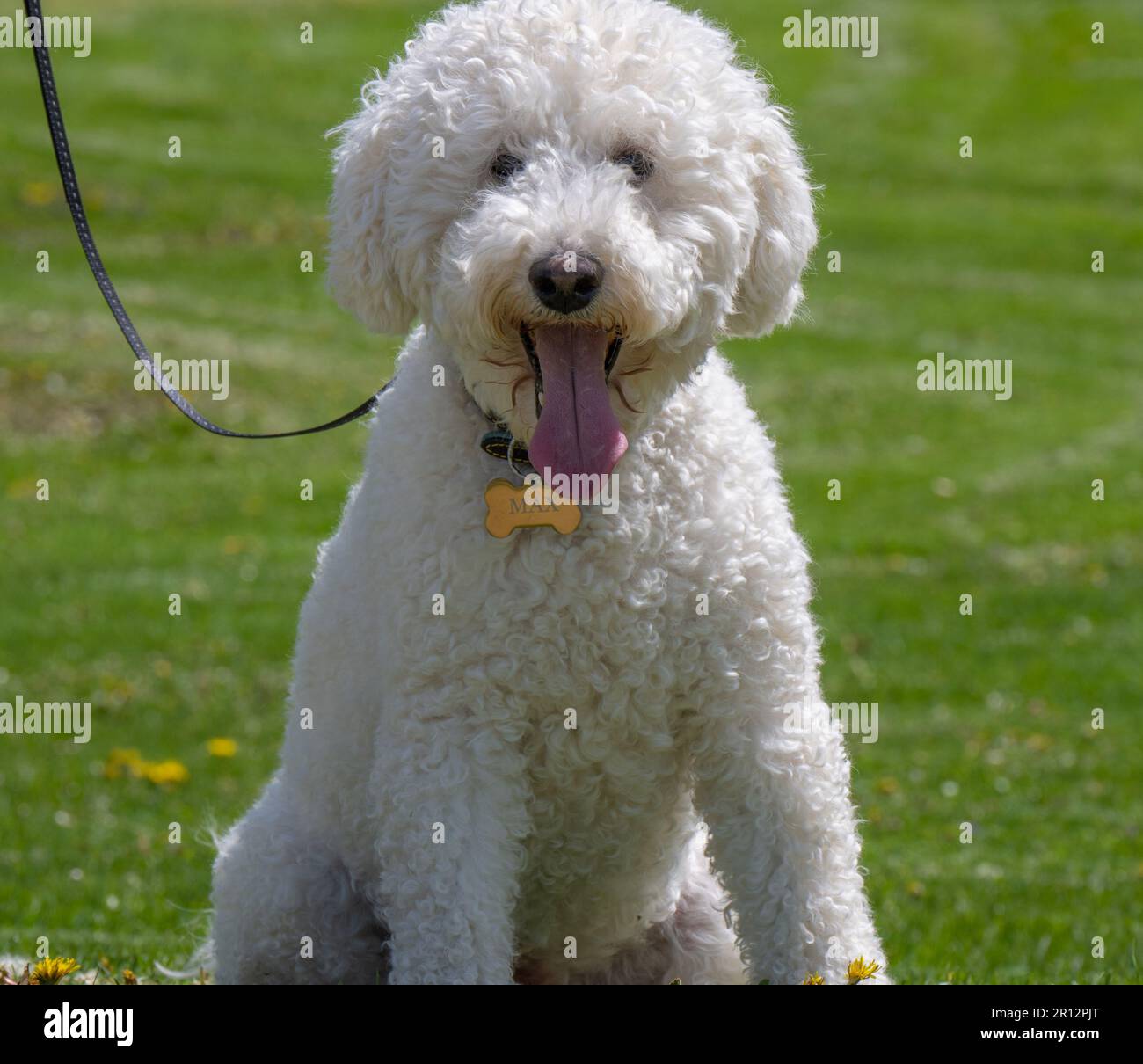 Poodle howling hi-res stock photography and images - Alamy
