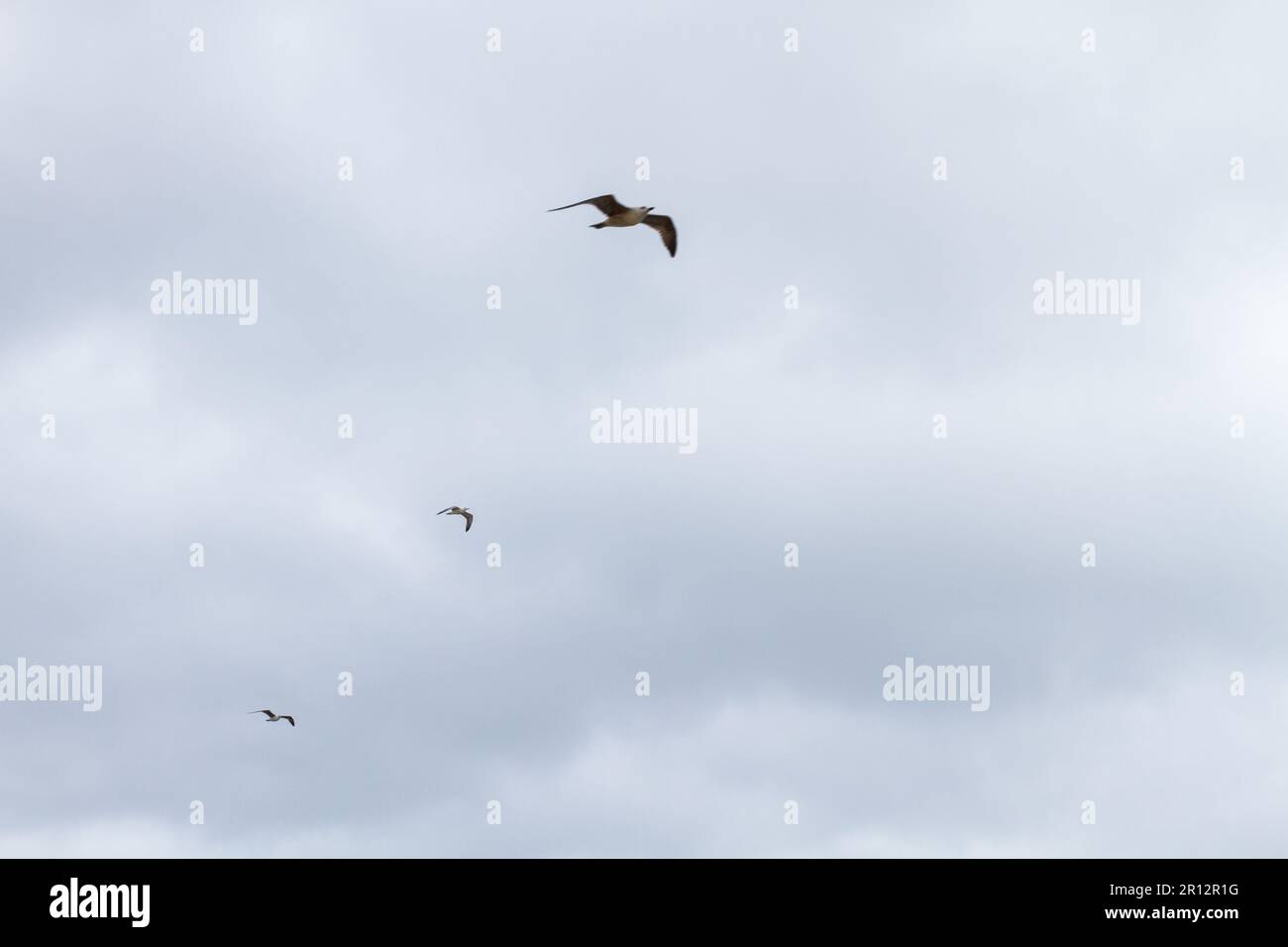 A stunning image of three birds flying against a blue sky Stock Photo ...
