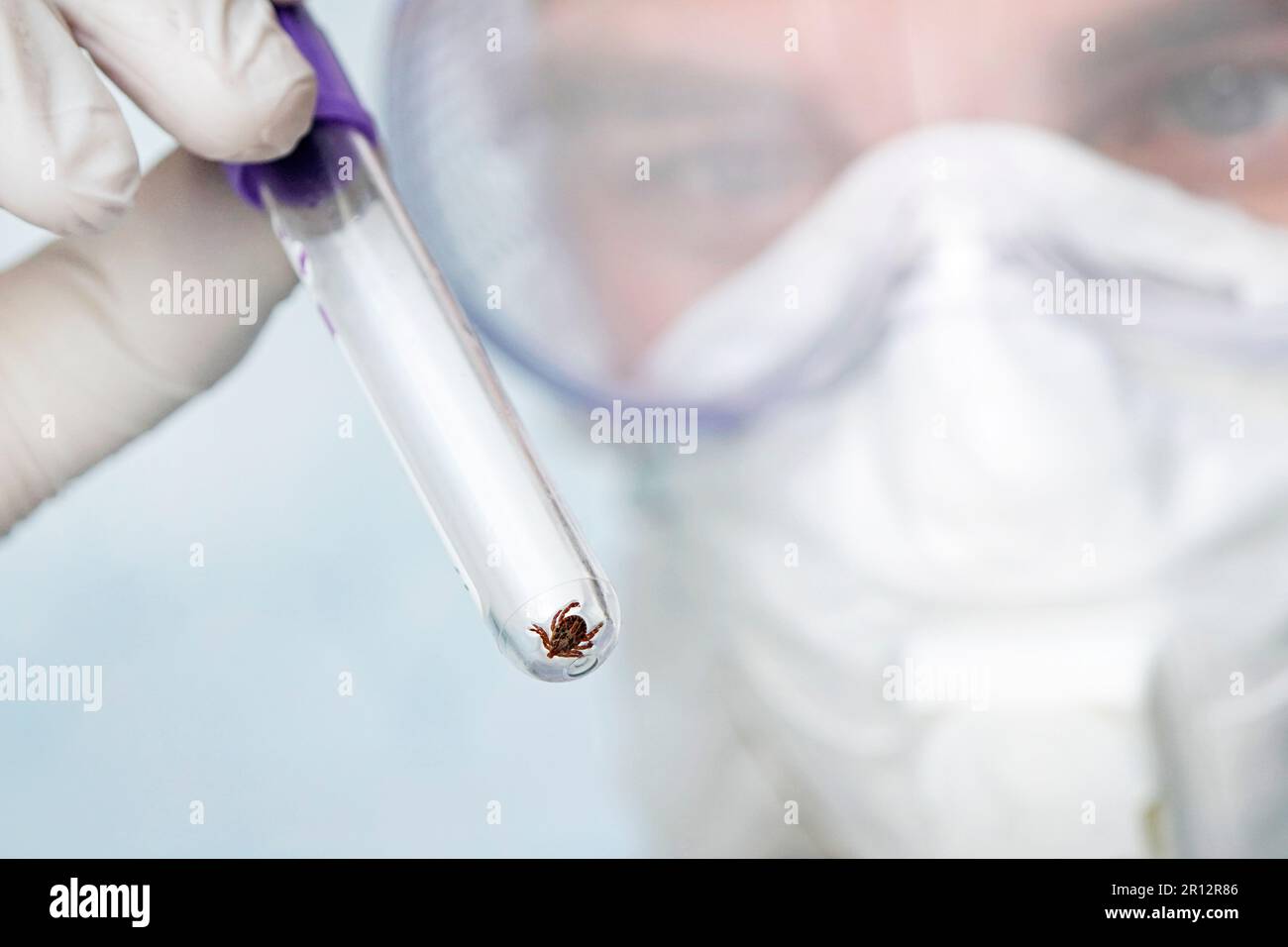 A dangerous blood-sucking insect. small brown spotted mite, biological ...