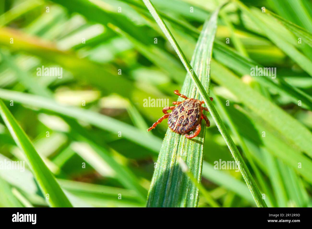 Encephalitis Tick Insect Crawling on Green Grass. Encephalitis Virus or ...