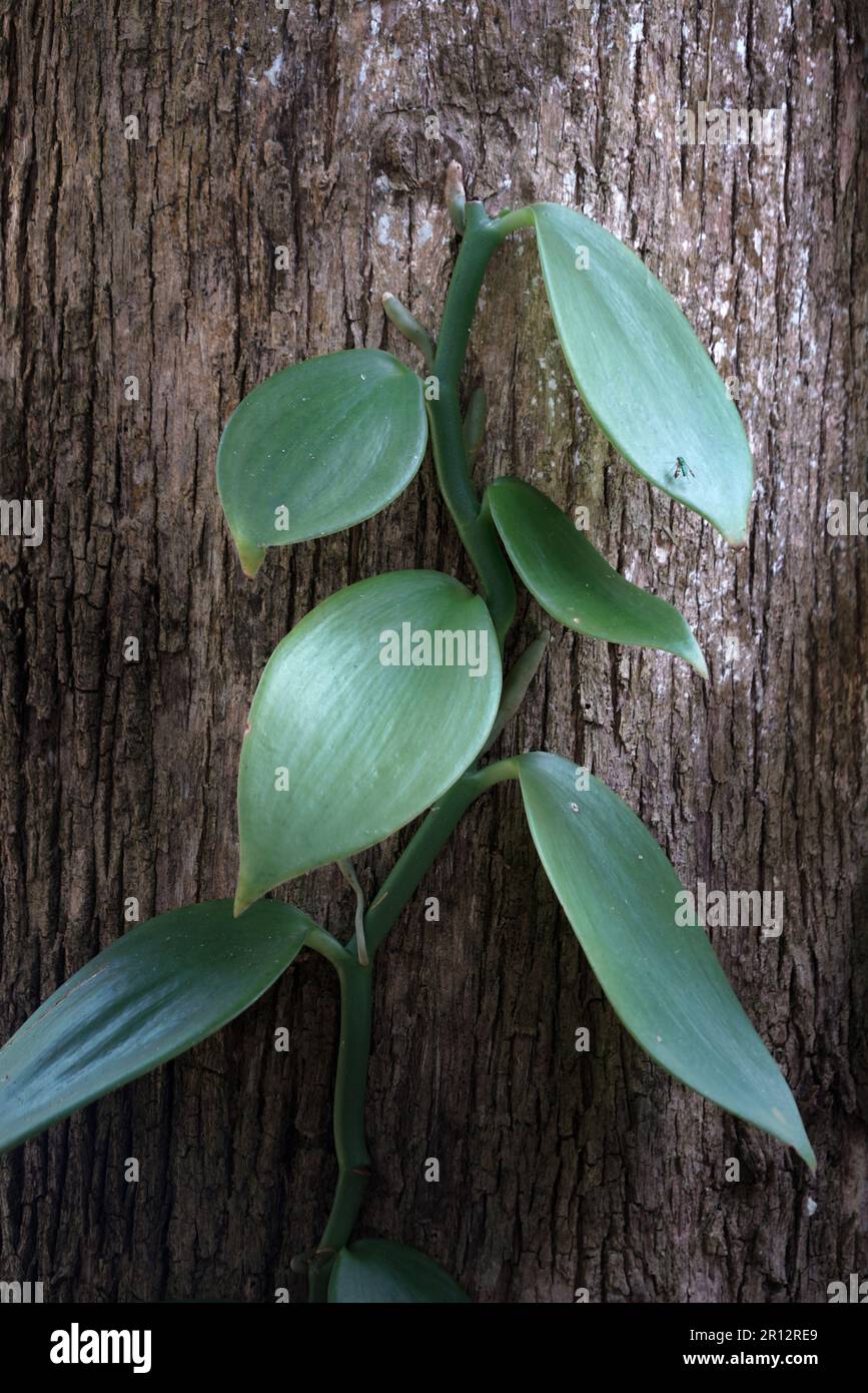 Vanilla plantation on Agriculture farm in tropical climate Stock Photo ...