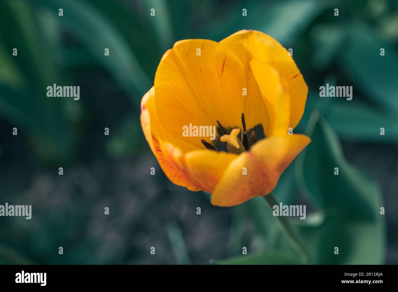 Beautiful foliage tree tulip hi-res stock photography and images - Alamy