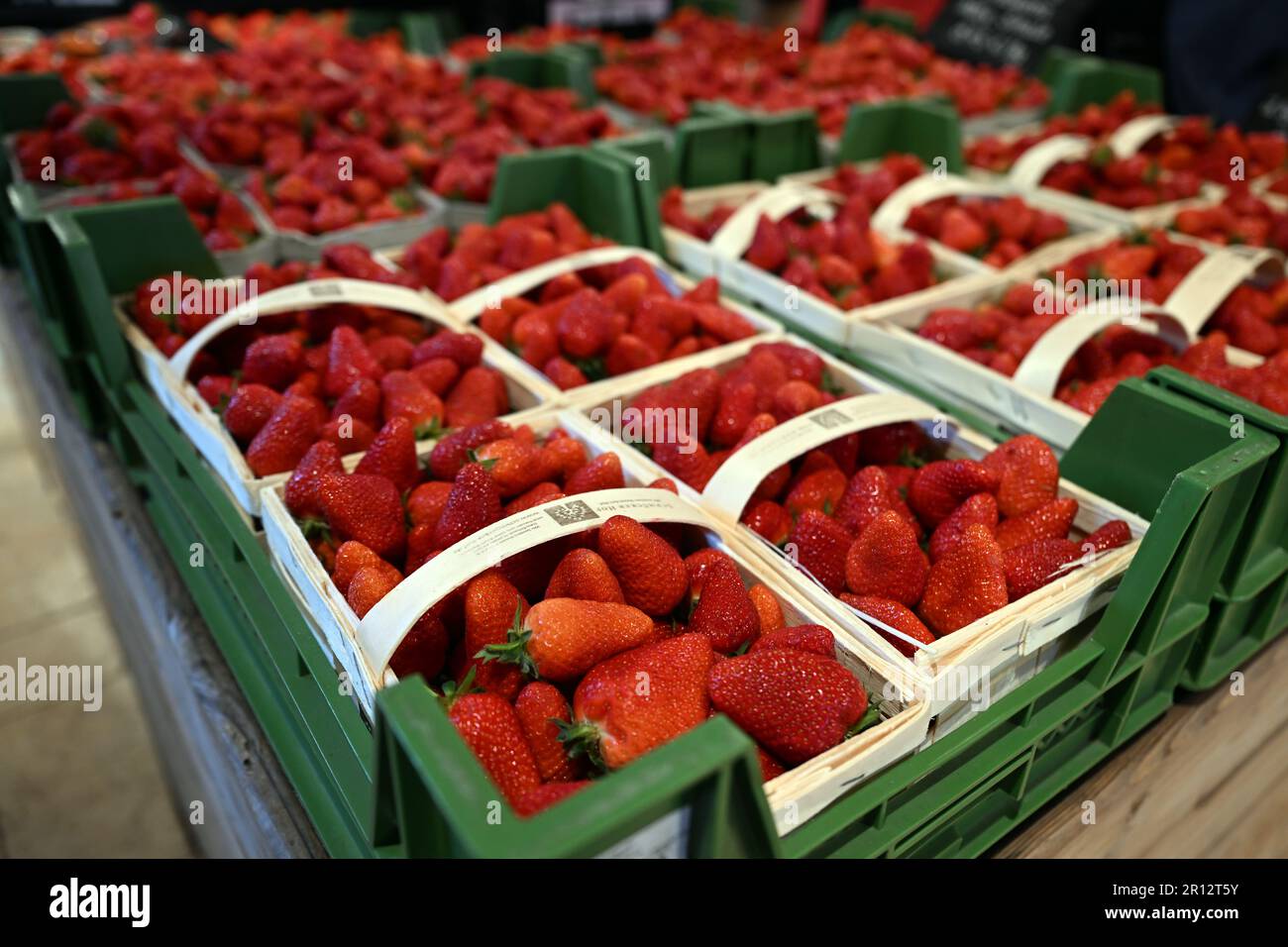 Bottrop, Germany. 11th May, 2023. Strawberries are lying in a farm ...