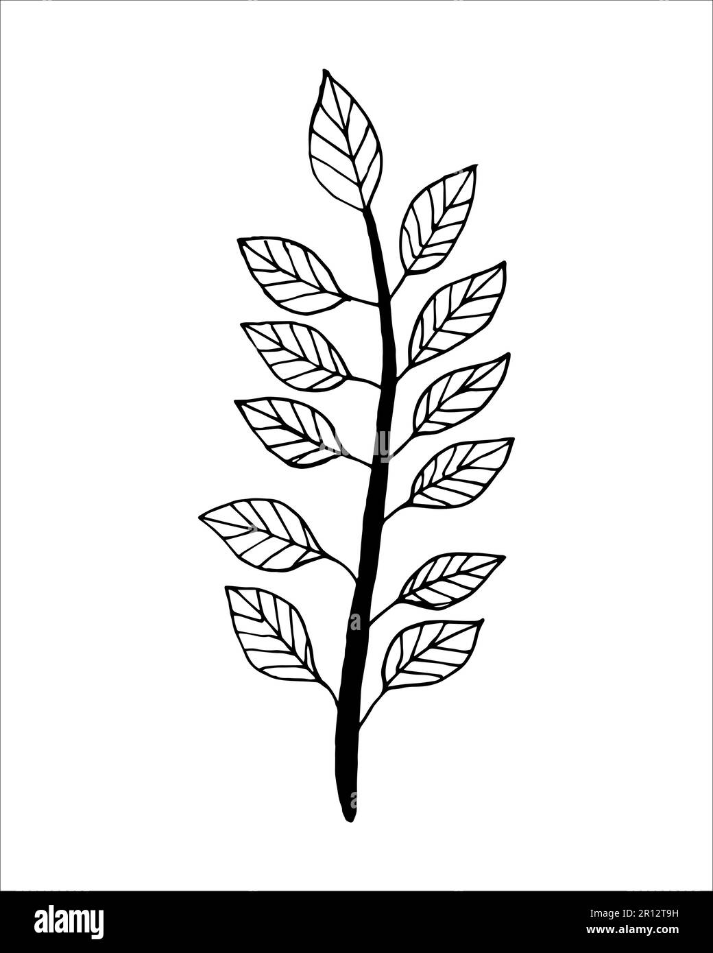 Hand drawn branch with petals in doodling style. Botanical decorative ...