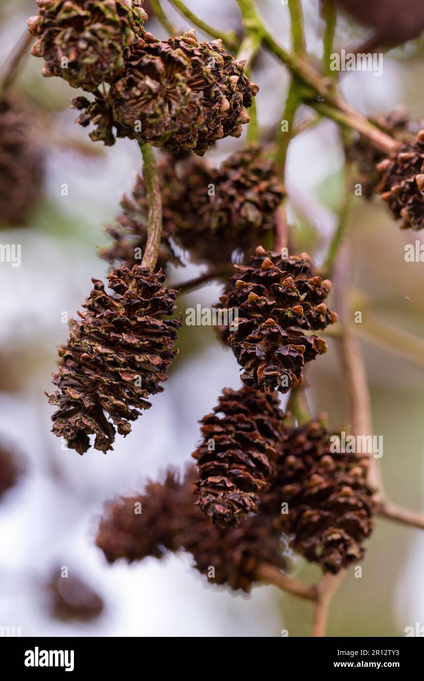 Alnus glutinosa fruit Stock Photo - Alamy