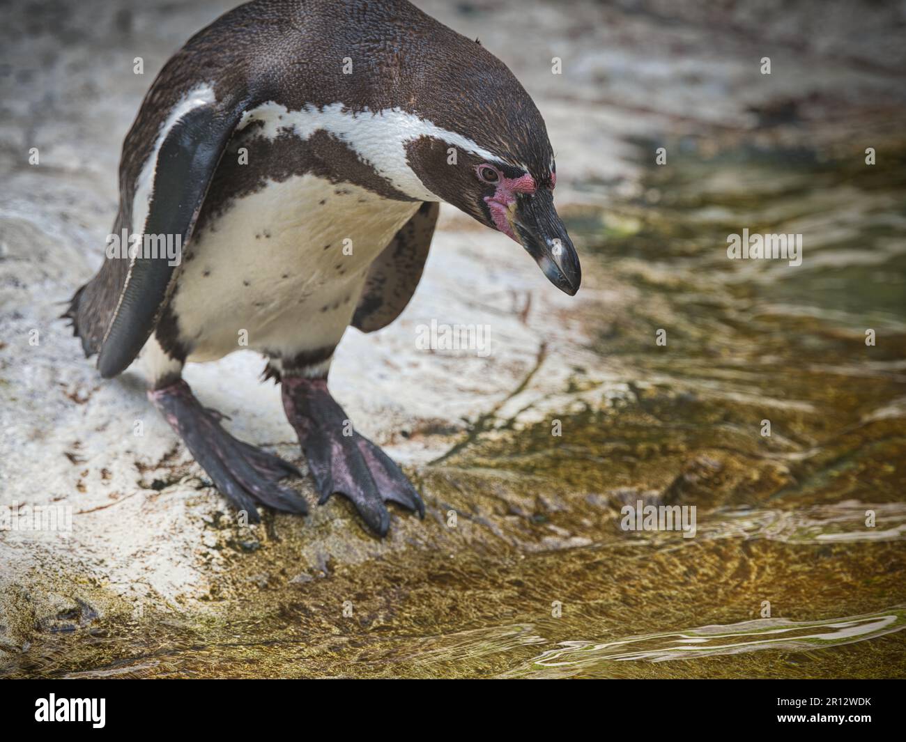 Penguin ready to jump into the water from the rocky shore Stock Photo ...