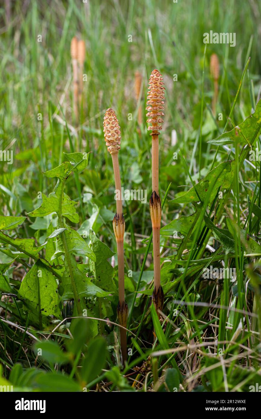 Selective focus. A spore-bearing shoot of the horsetail Equisetum ...