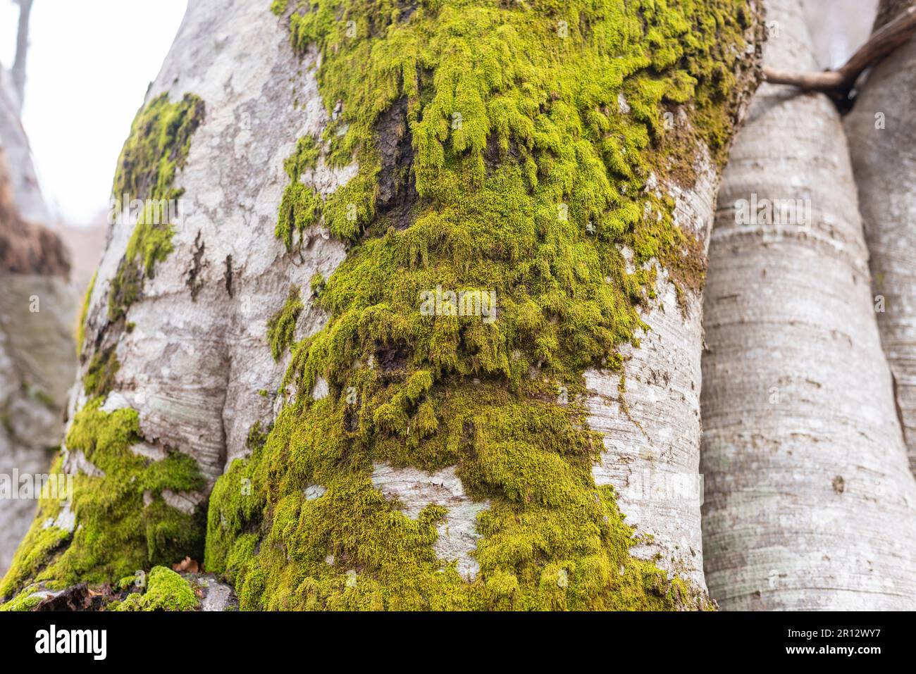 North side of tree hi-res stock photography and images - Alamy