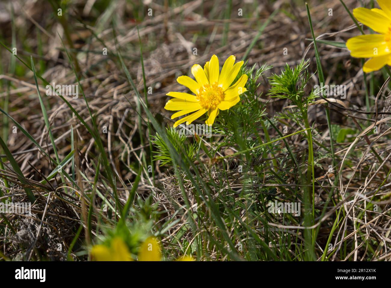 Adonis vernalis, commonly referred to as the pheasant's eye, is a ...