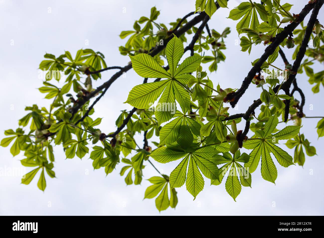 Spring chestnut branch with new leaves on blurred background close-up ...