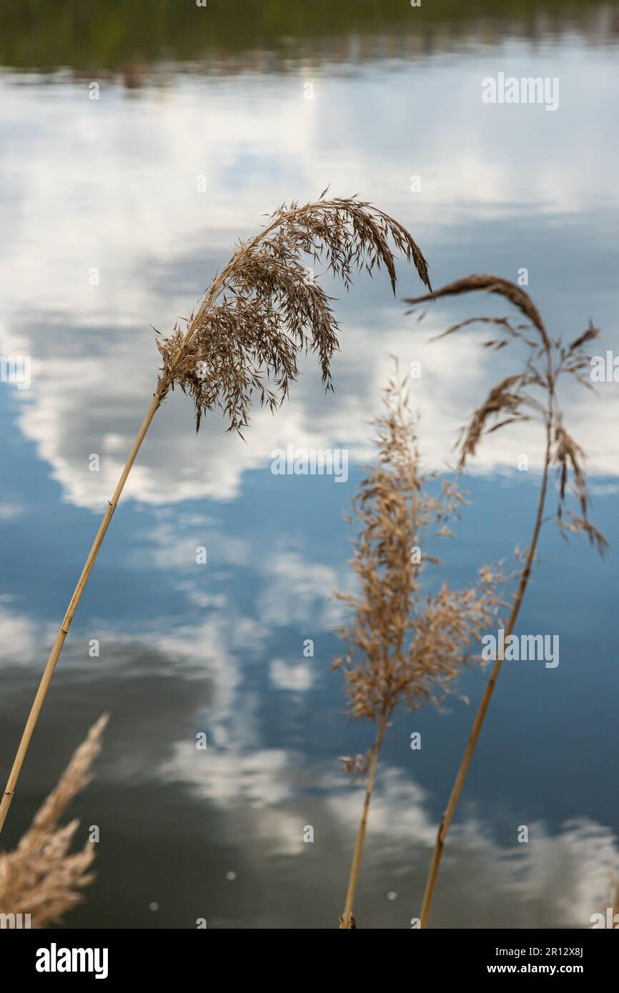Panorama dry reed grass hi-res stock photography and images - Alamy
