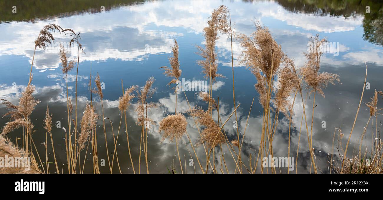 Common reed Phragmites australis. Thickets of fluffy dry trunks of ...