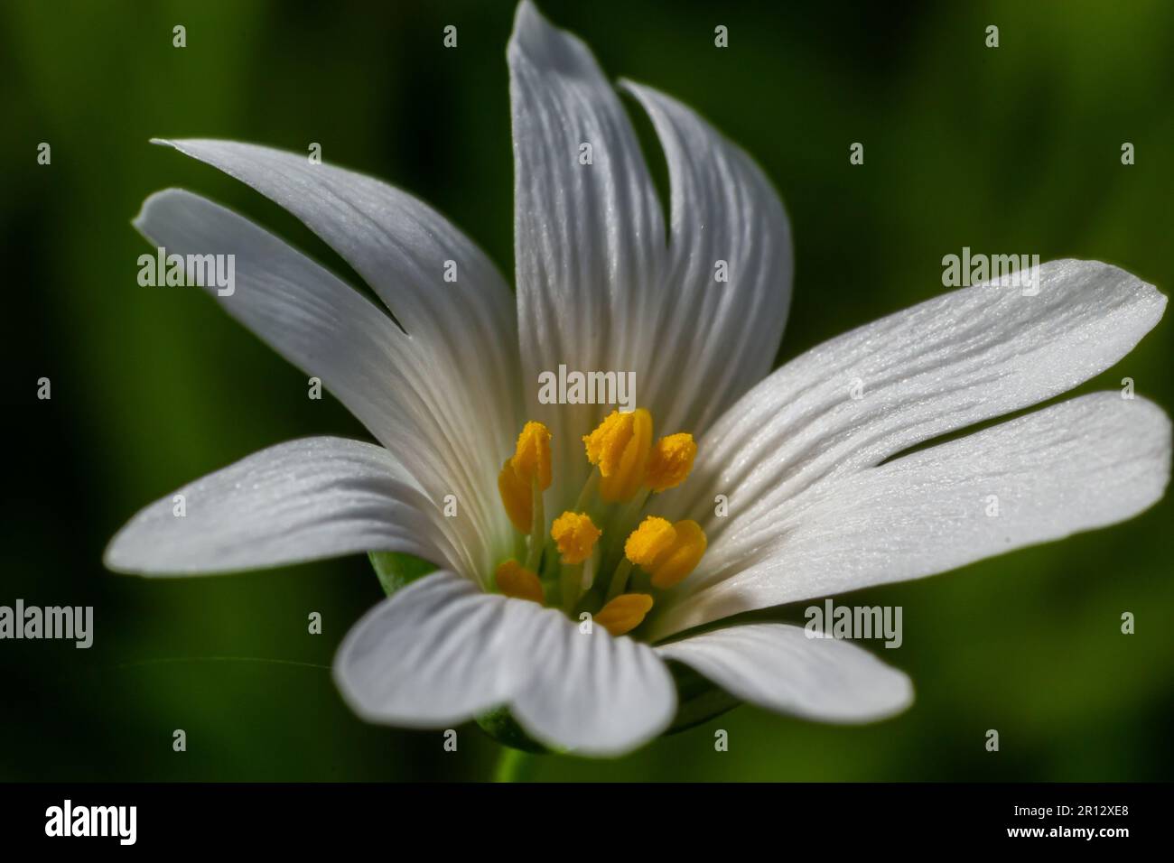 Stellaria holostea or greater stitchwort - is a perennial herbaceous ...
