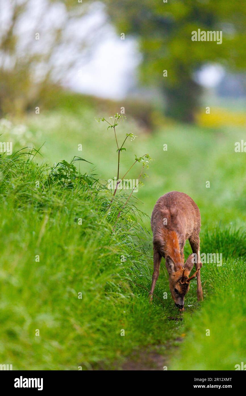 A yearling buck in the midst of his spring moult in favoured hedgerow ...