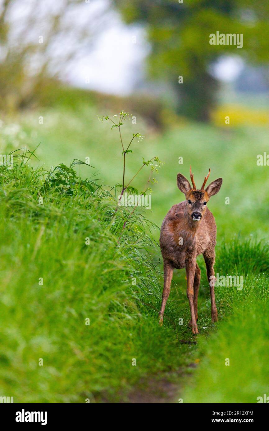A yearling buck in the midst of his spring moult in favoured hedgerow ...