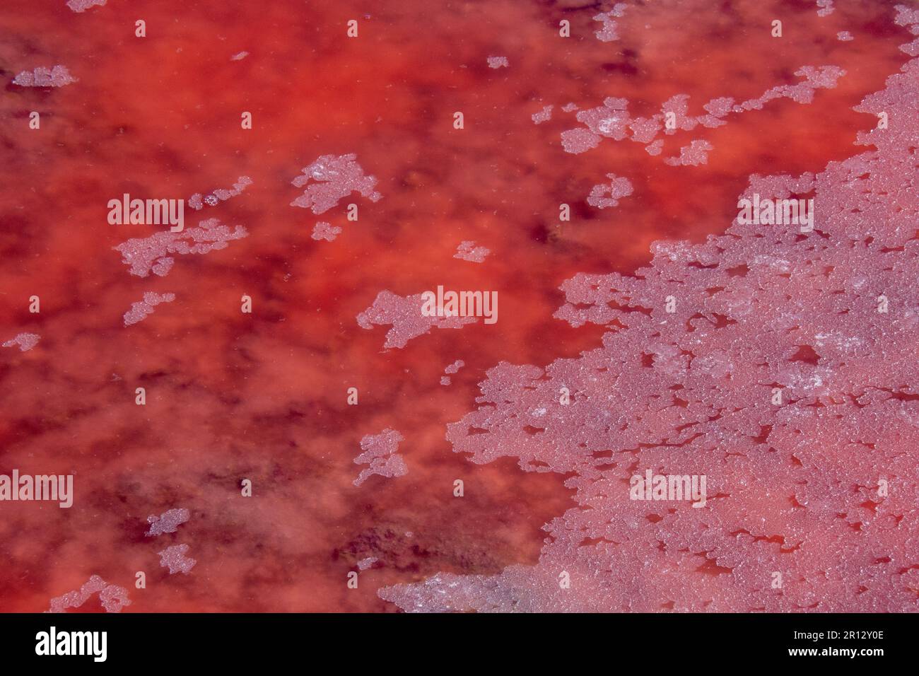 Salt Crystals forming in an evaporation pond at Sambhar Salt Lake ...