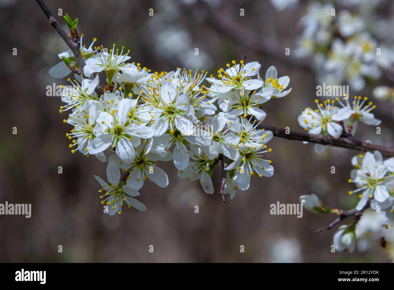 Blackthorn prunus spinosa sloe plant shrub white flower bloom blossom ...