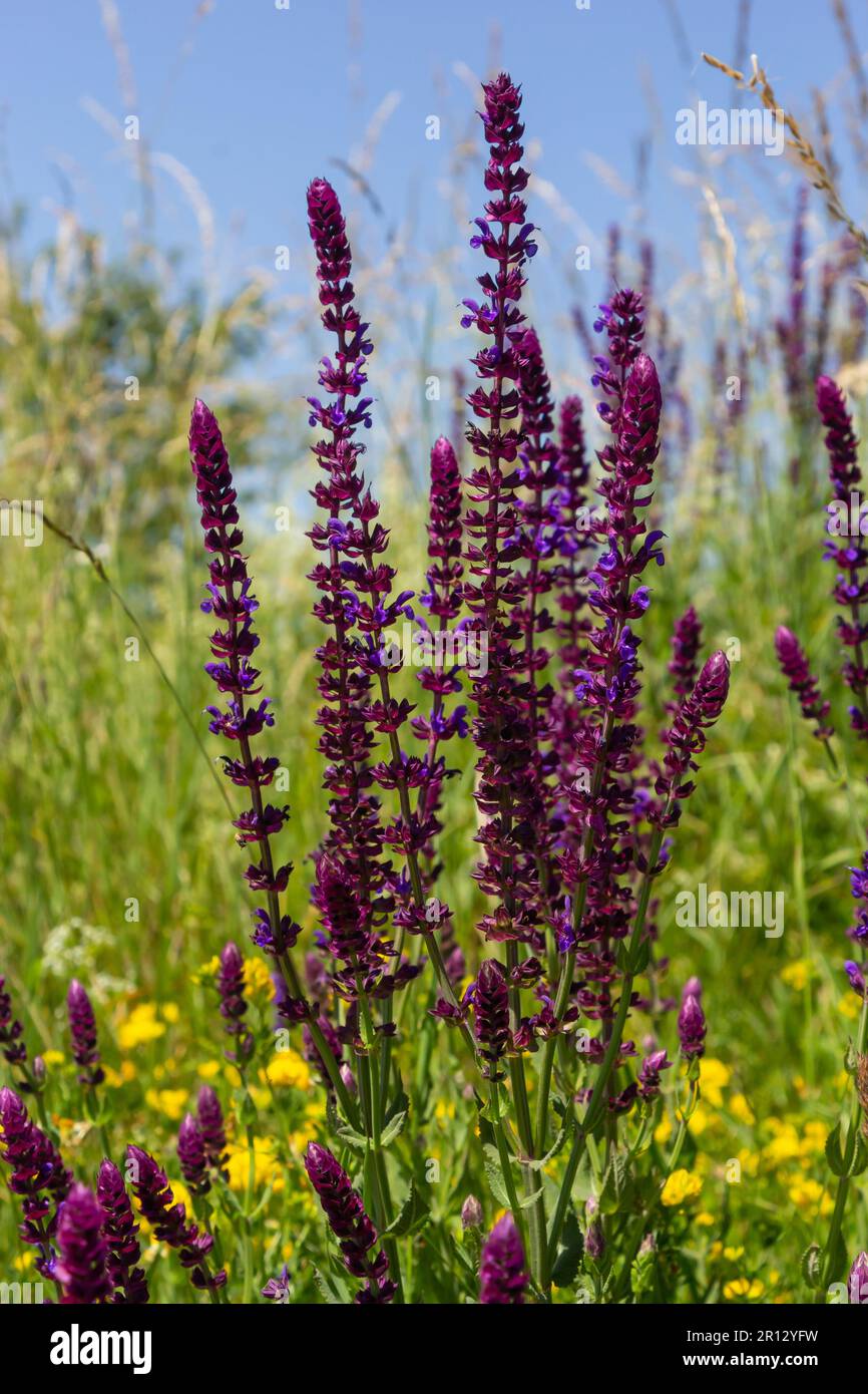 Macro of salvia sage blossoms as it just begins to bloom. Salvia ...