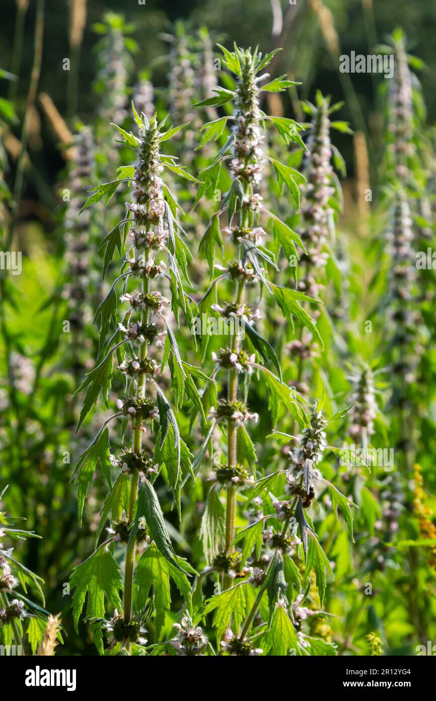 Leonurus cardiaca, known as motherwort. Other common names include ...