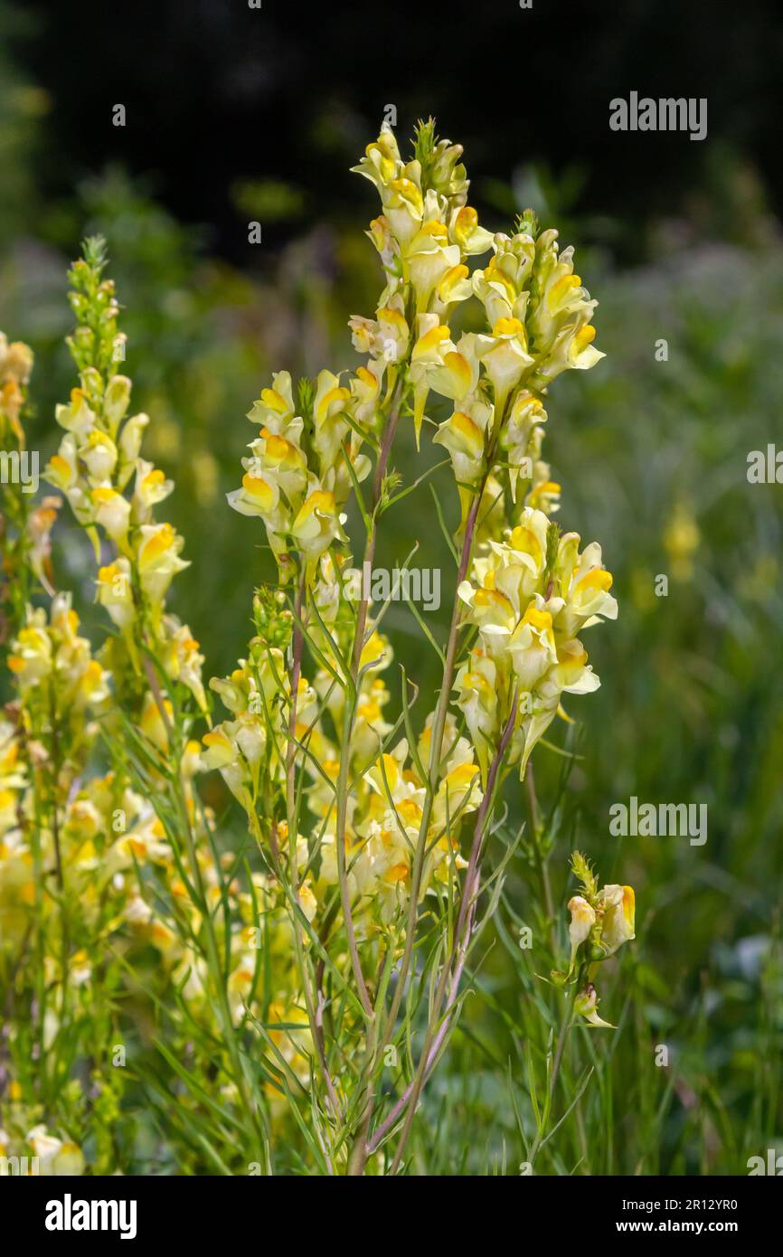 Linaria vulgaris, names are common toadflax, yellow toadflax, or butter ...
