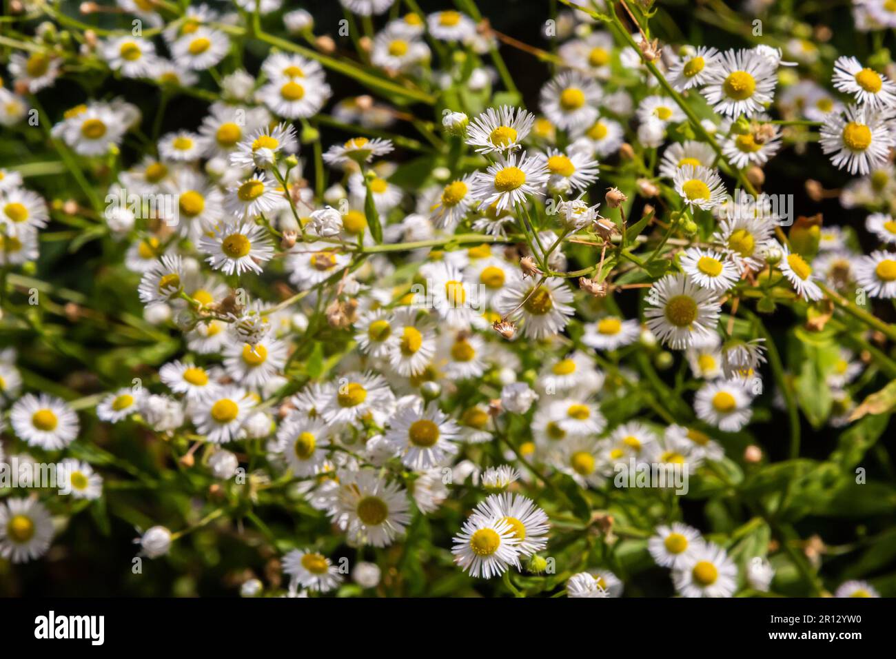 Erigeron annuus known as annual fleabane, daisy fleabane, or eastern ...