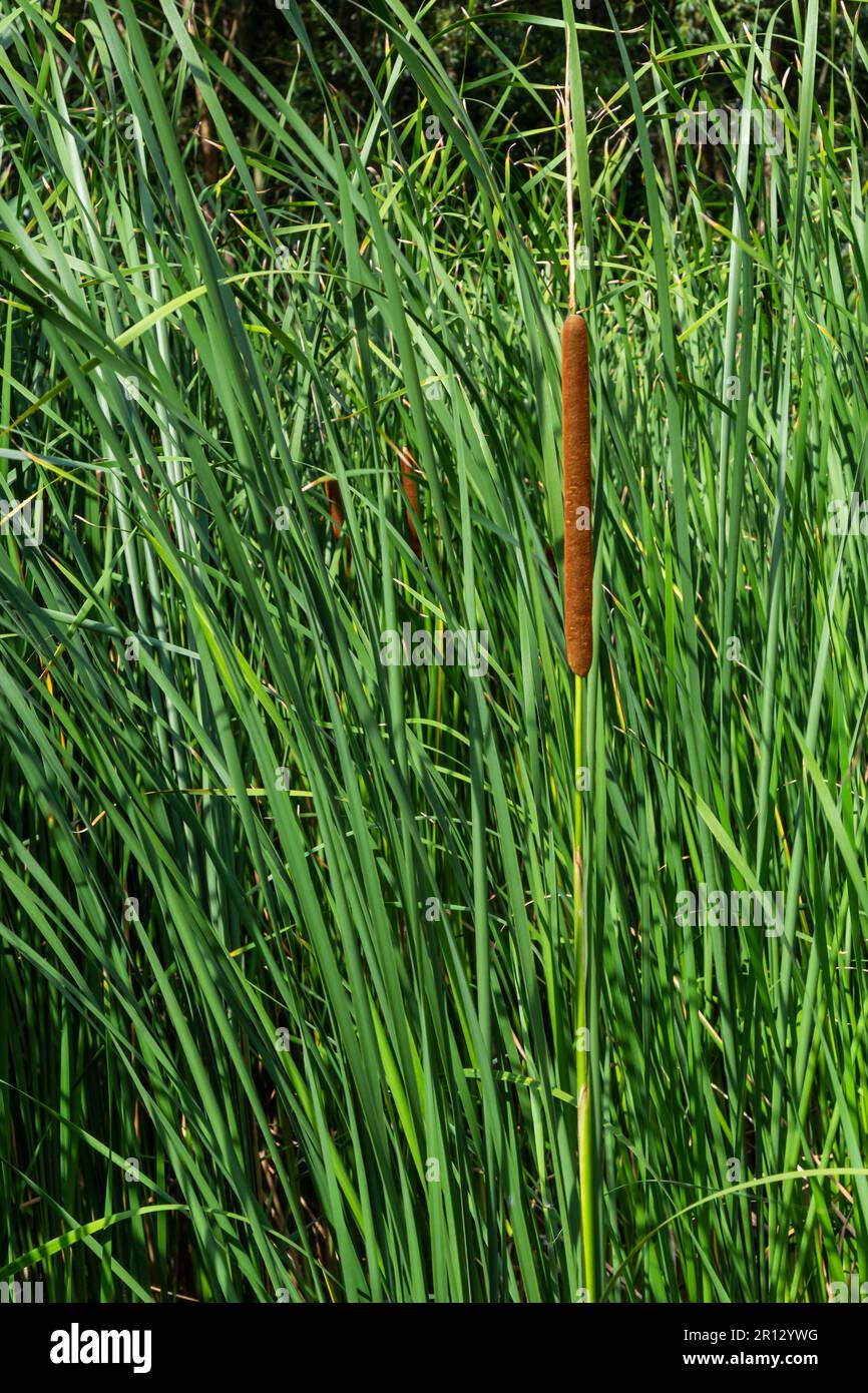 Reed mace plant also known as cat - tail, bulrush, swamp sausage, punks ...