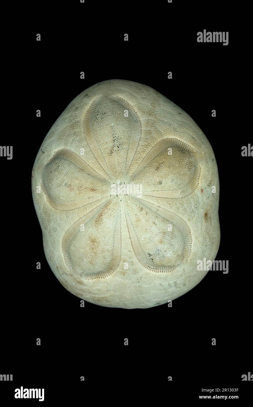 Sea urchin shell on black hi-res stock photography and images - Alamy