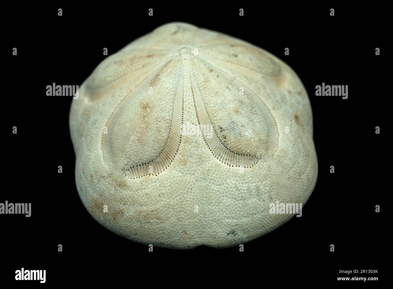 Sea Biscuit, also known as sea cookie, sand dollar, and sea urchin ...