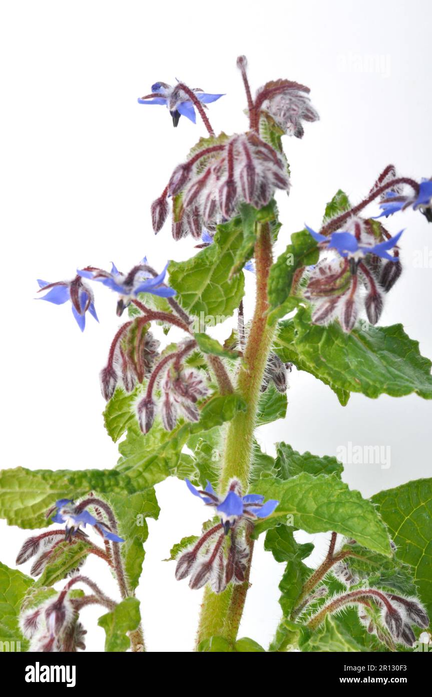 borage on a white background Stock Photo - Alamy