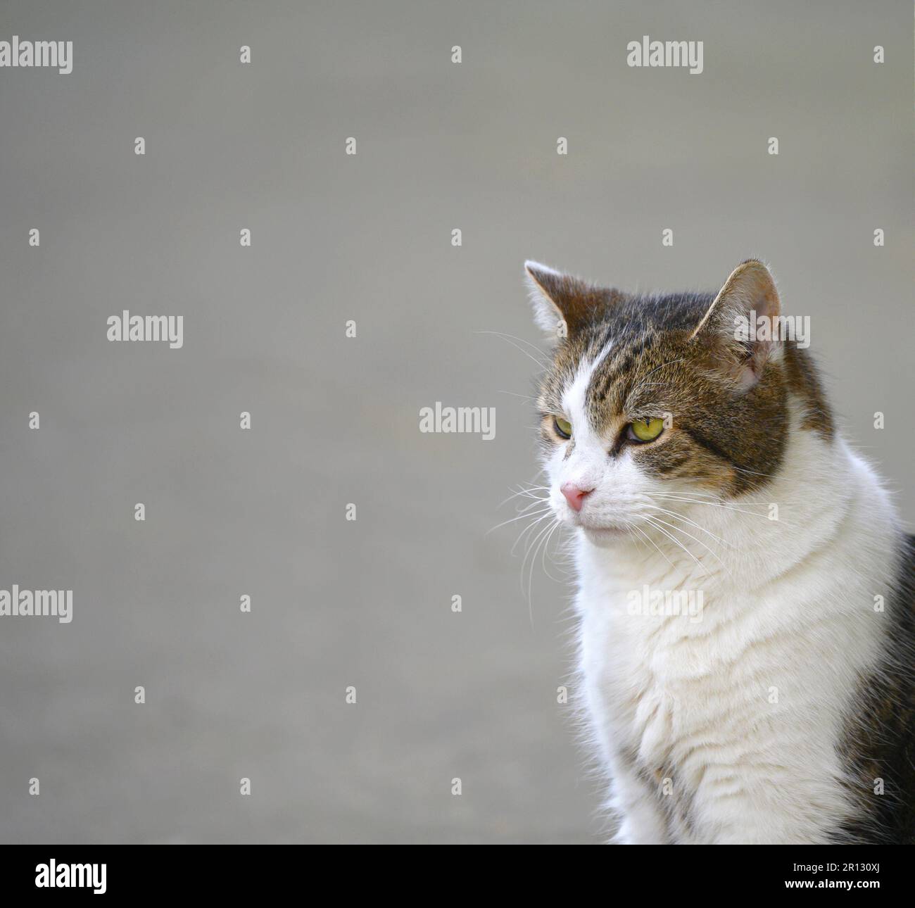 Larry the Cat - Chief Mouser to the Cabinet Office since 2011 - in ...