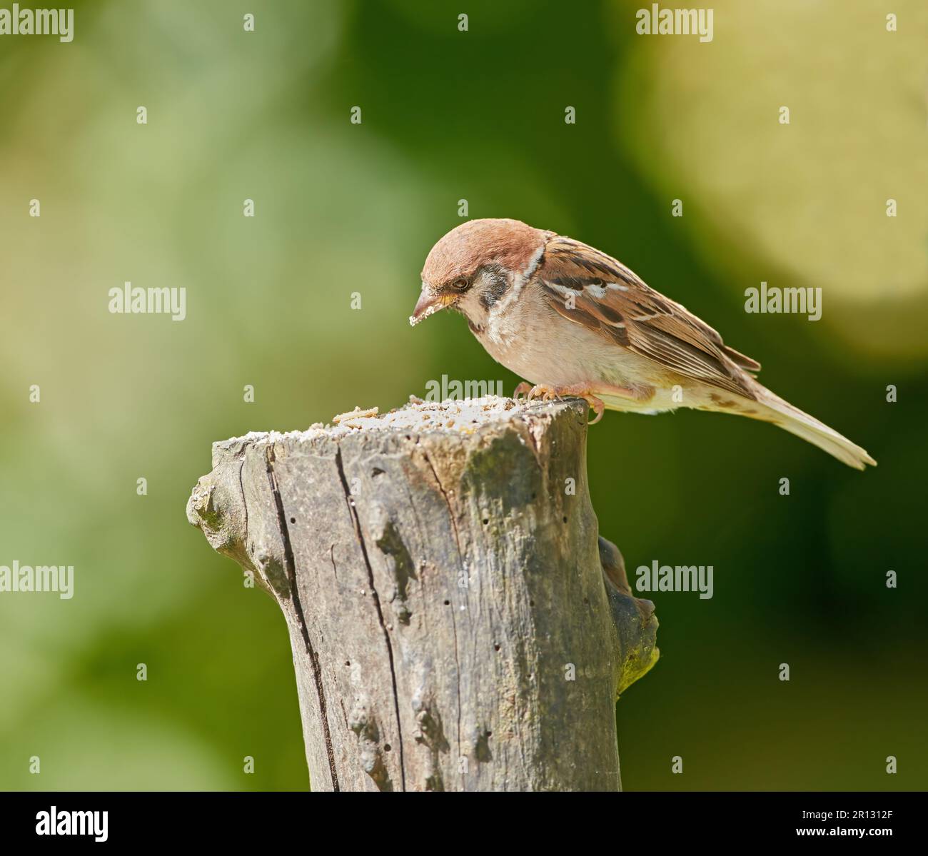 Sparrow. Sparrows are a family of small passerine birds, Passeridae ...