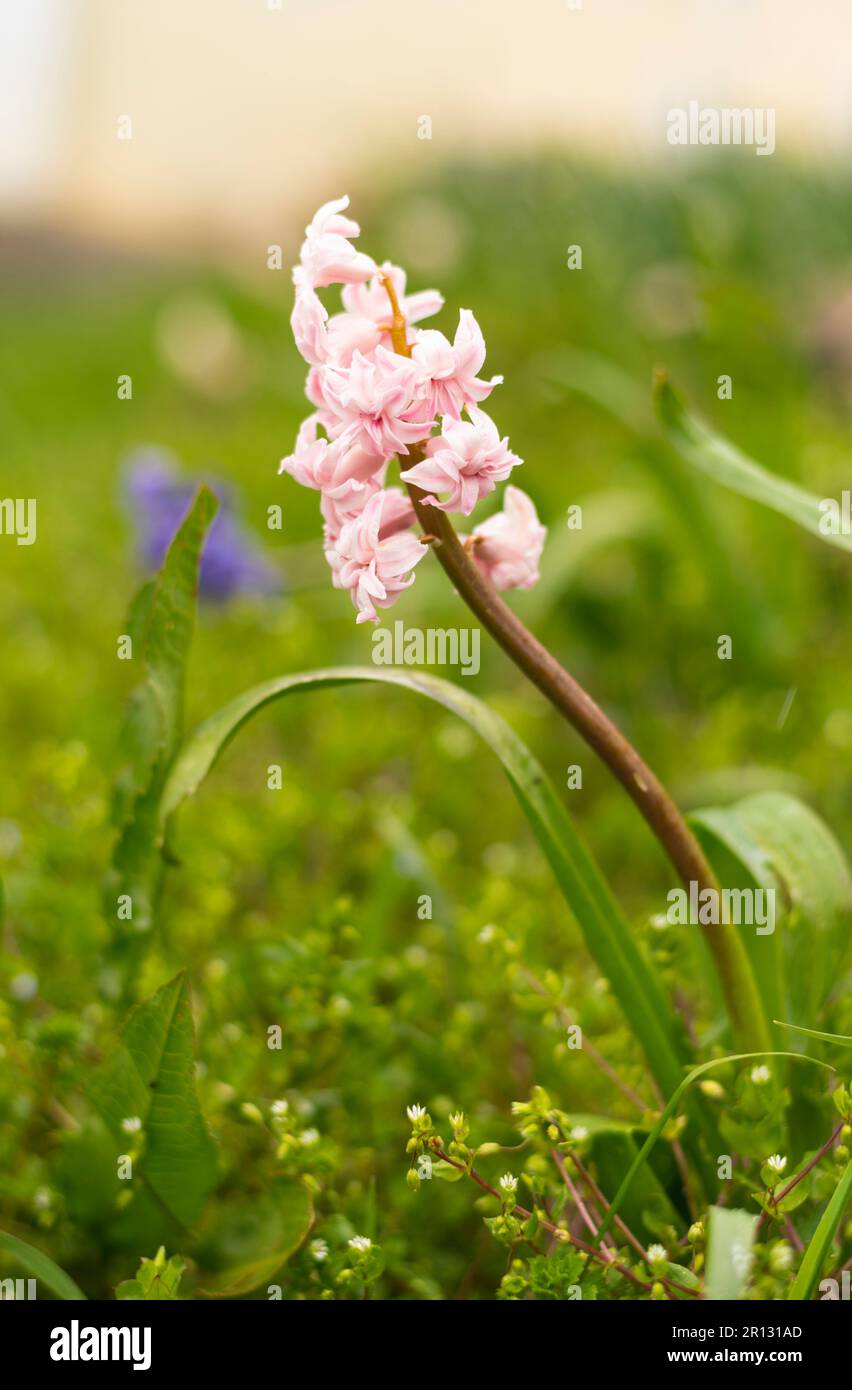 Happy birthday card pink hyacinth hi-res stock photography and images - Alamy