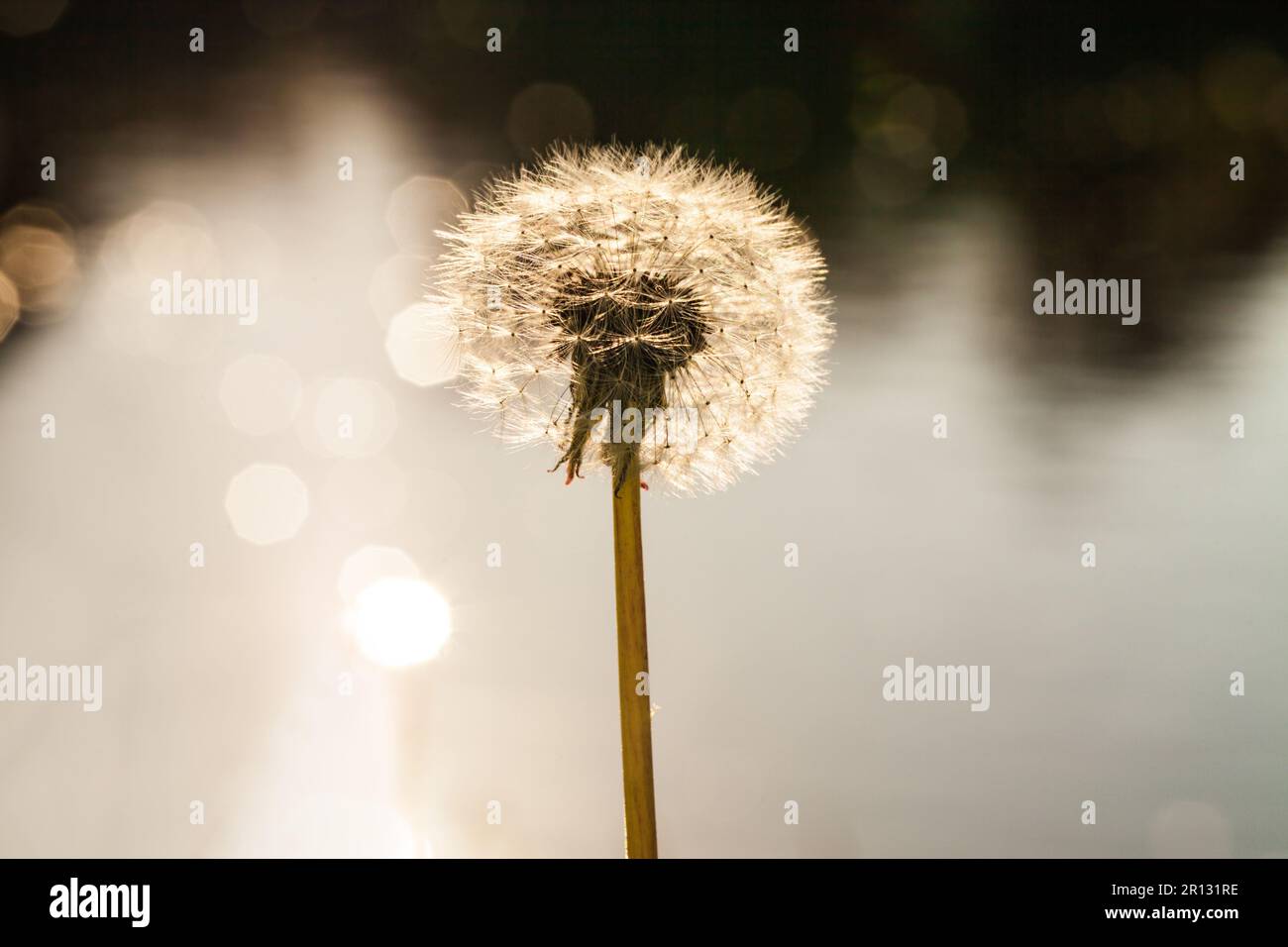 Flower, pollen and closeup of dandelion in nature for spring ...