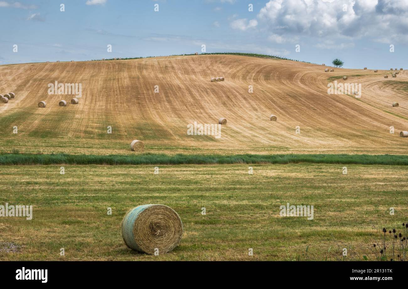 Rolls of haystacks on the field. summer farm scenery with haystack on ...