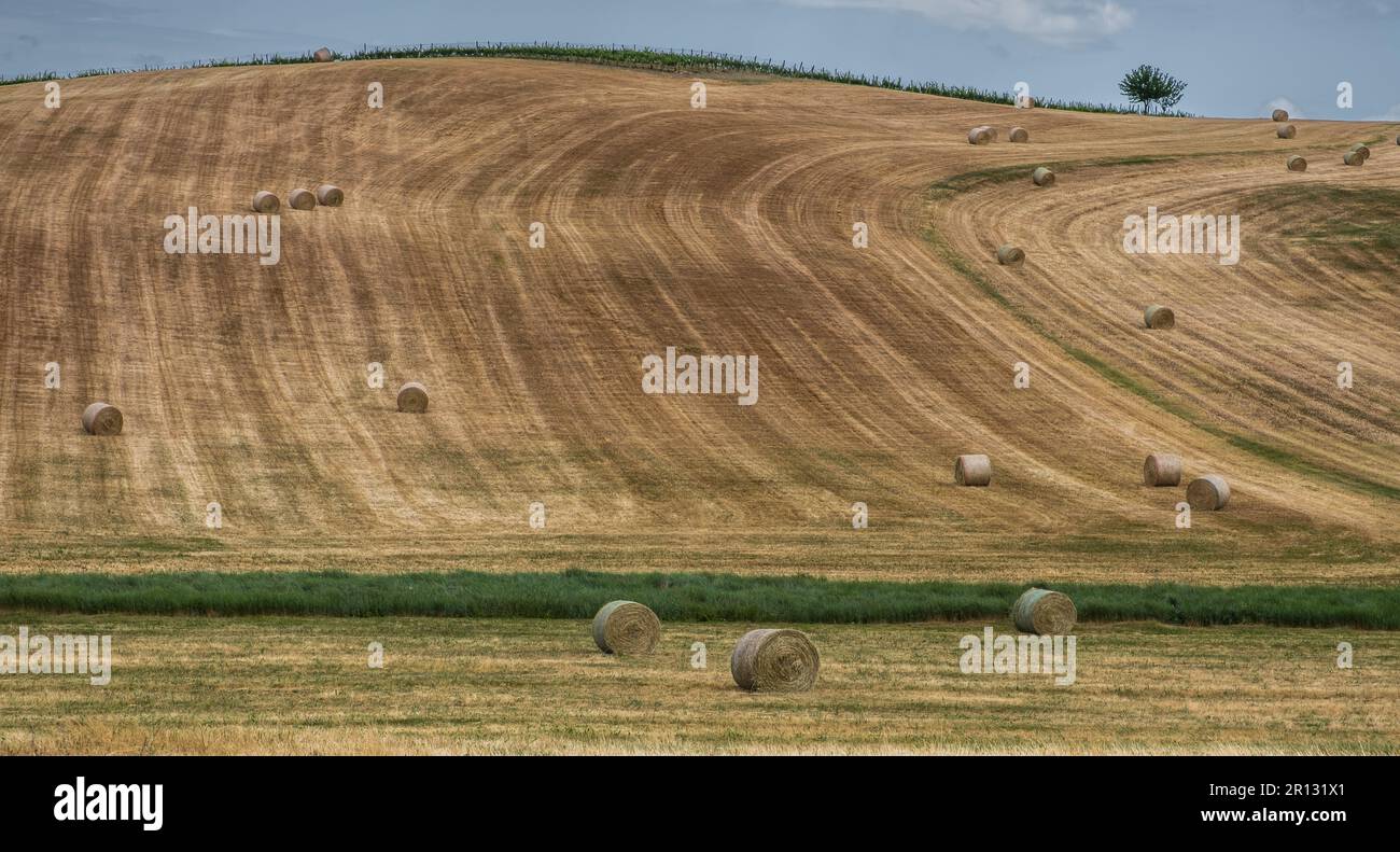 Rolls of haystacks on the field. summer farm scenery with haystack on ...