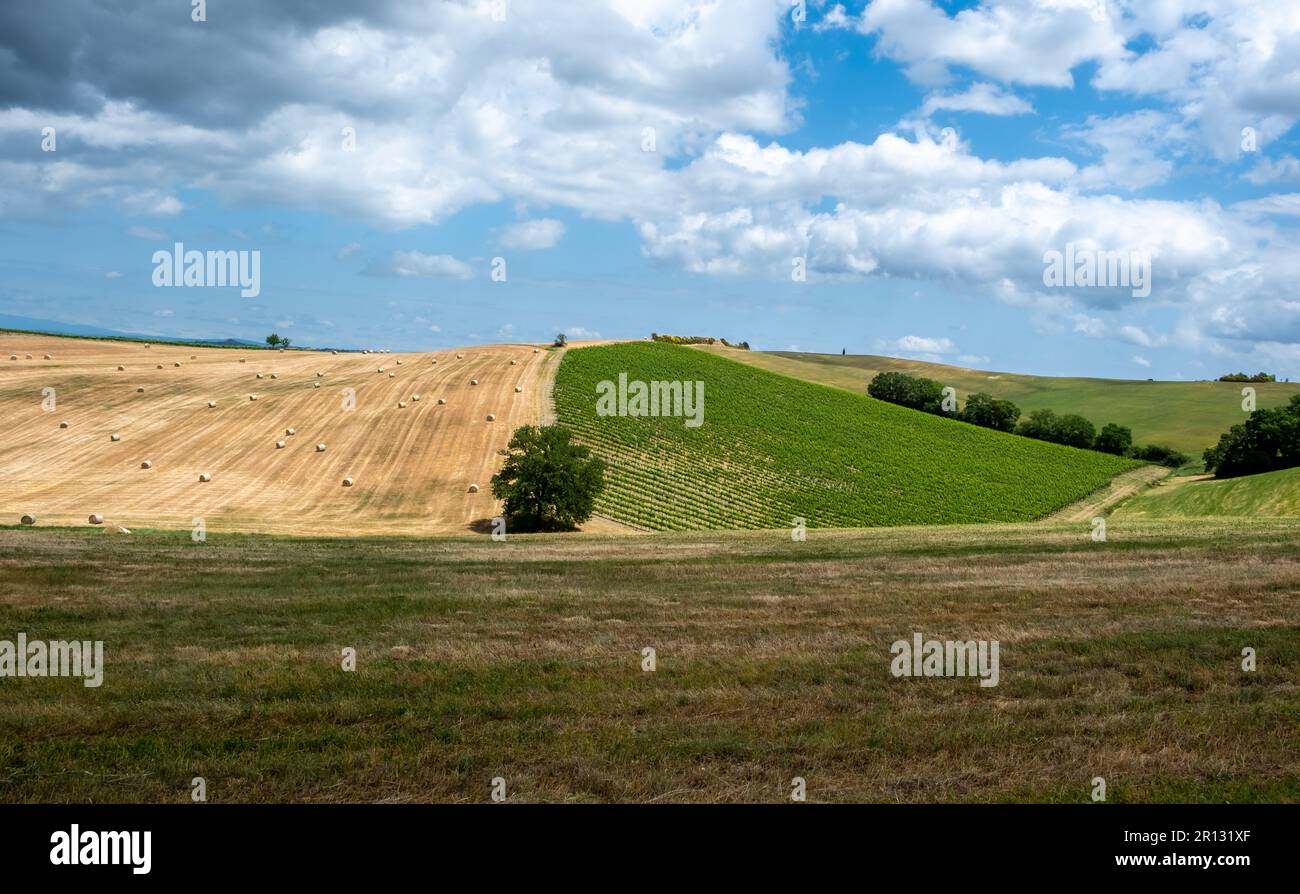 Rolls of haystacks on the field. summer farm scenery with haystack on ...