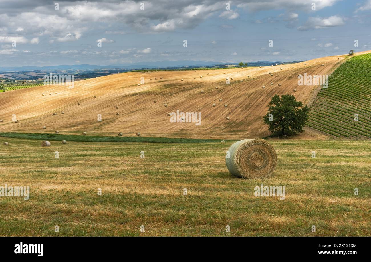 Rolls of haystacks on the field. summer farm scenery with haystack on ...