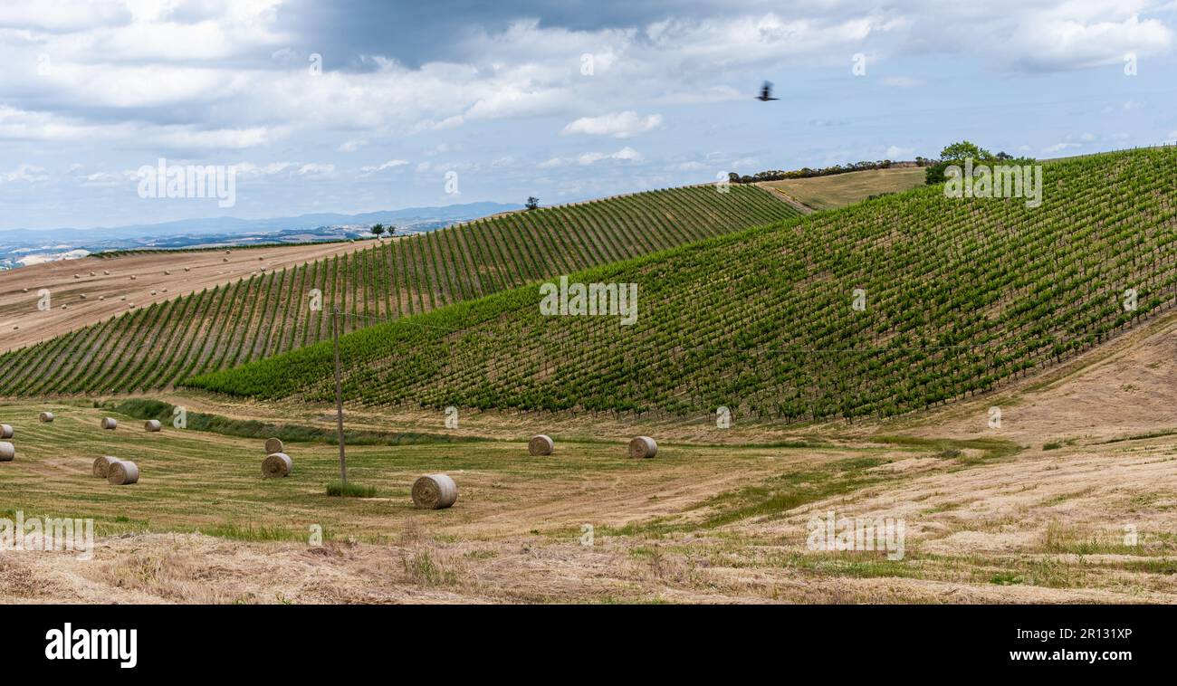 Rolls of haystacks on the field. summer farm scenery with haystack on ...