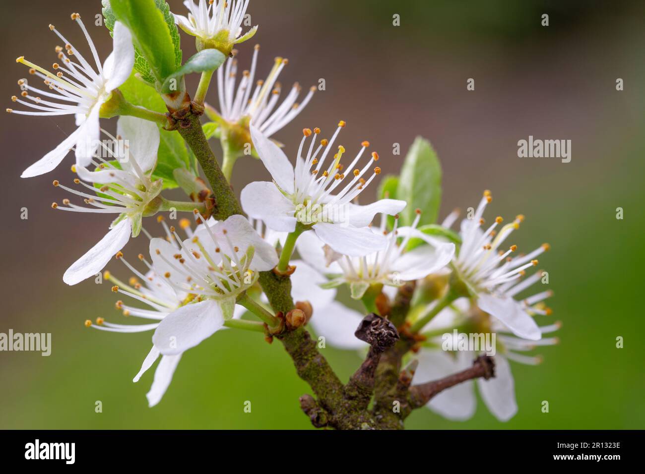 Flowers of Prunus spinosa Stock Photo - Alamy