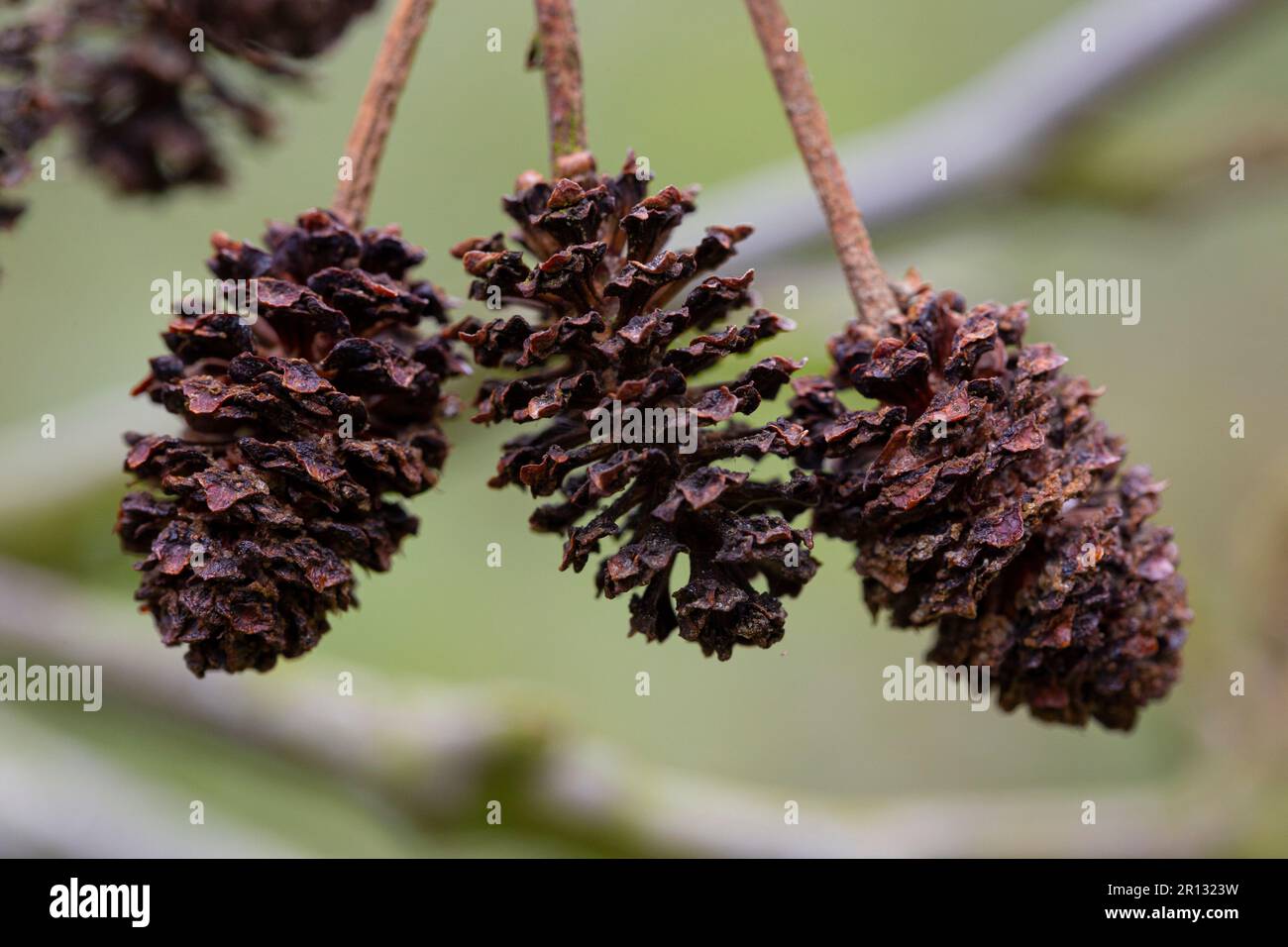 Common alder fruit cones hi-res stock photography and images - Alamy