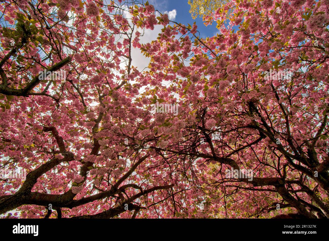 Elgin Town Moray Scotland Cooper Park a profusion of Cherry Blossom ...